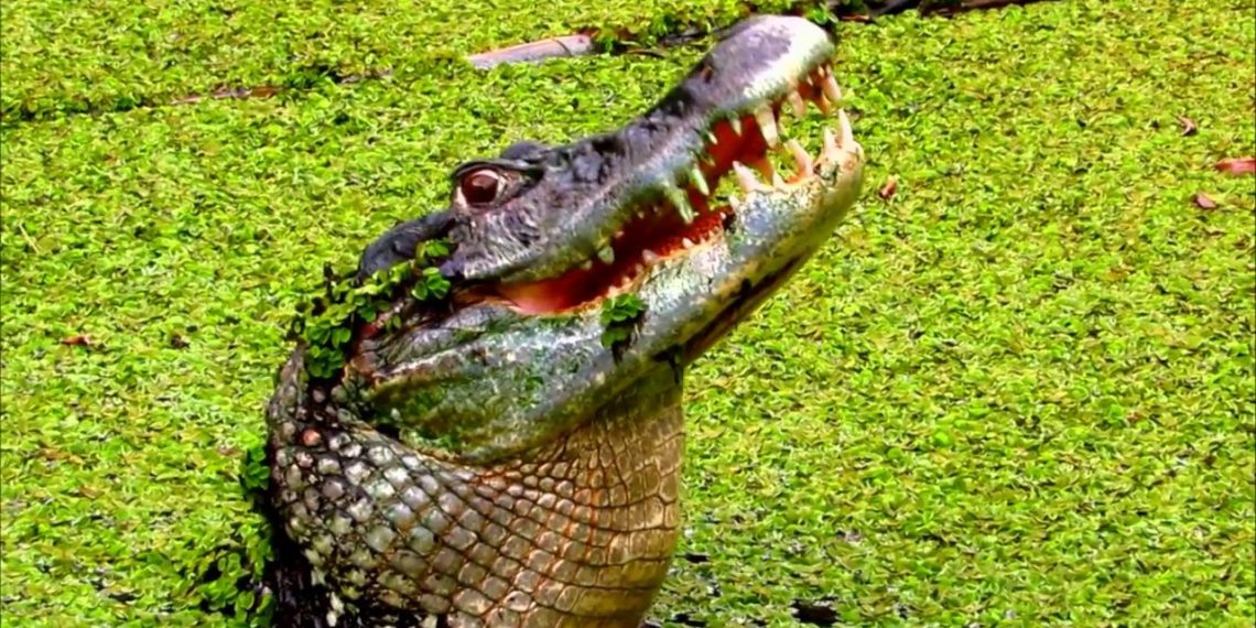ITAITUBA – Maior jacaré da Amazônia dilacera pé de garimpeiro – Portal RDN